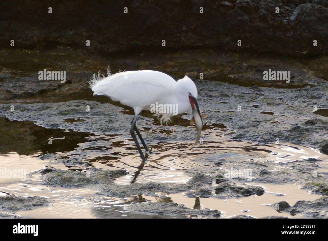 Photo Picture of a male Egret bird Stock Photo - Alamy