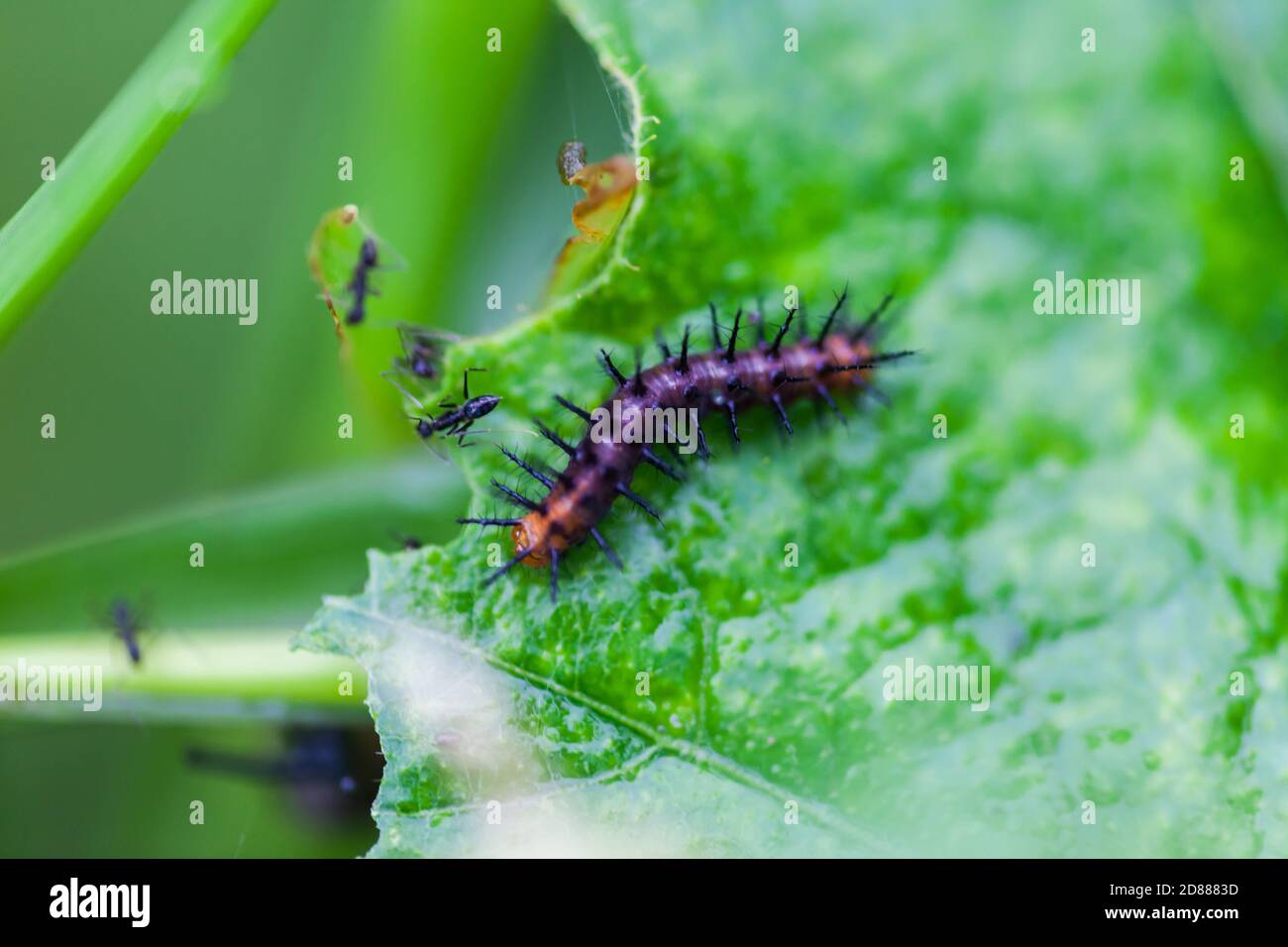 Leaf eating worms hi-res stock photography and images - Alamy