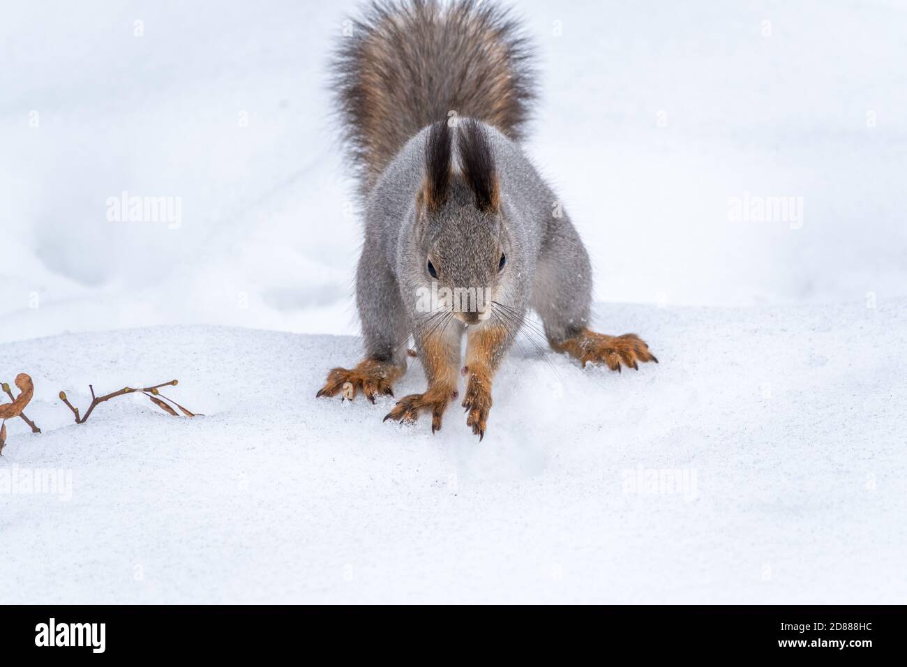 Squirrel hides nuts in the white snow. Eurasian red squirrel, Sciurus ...