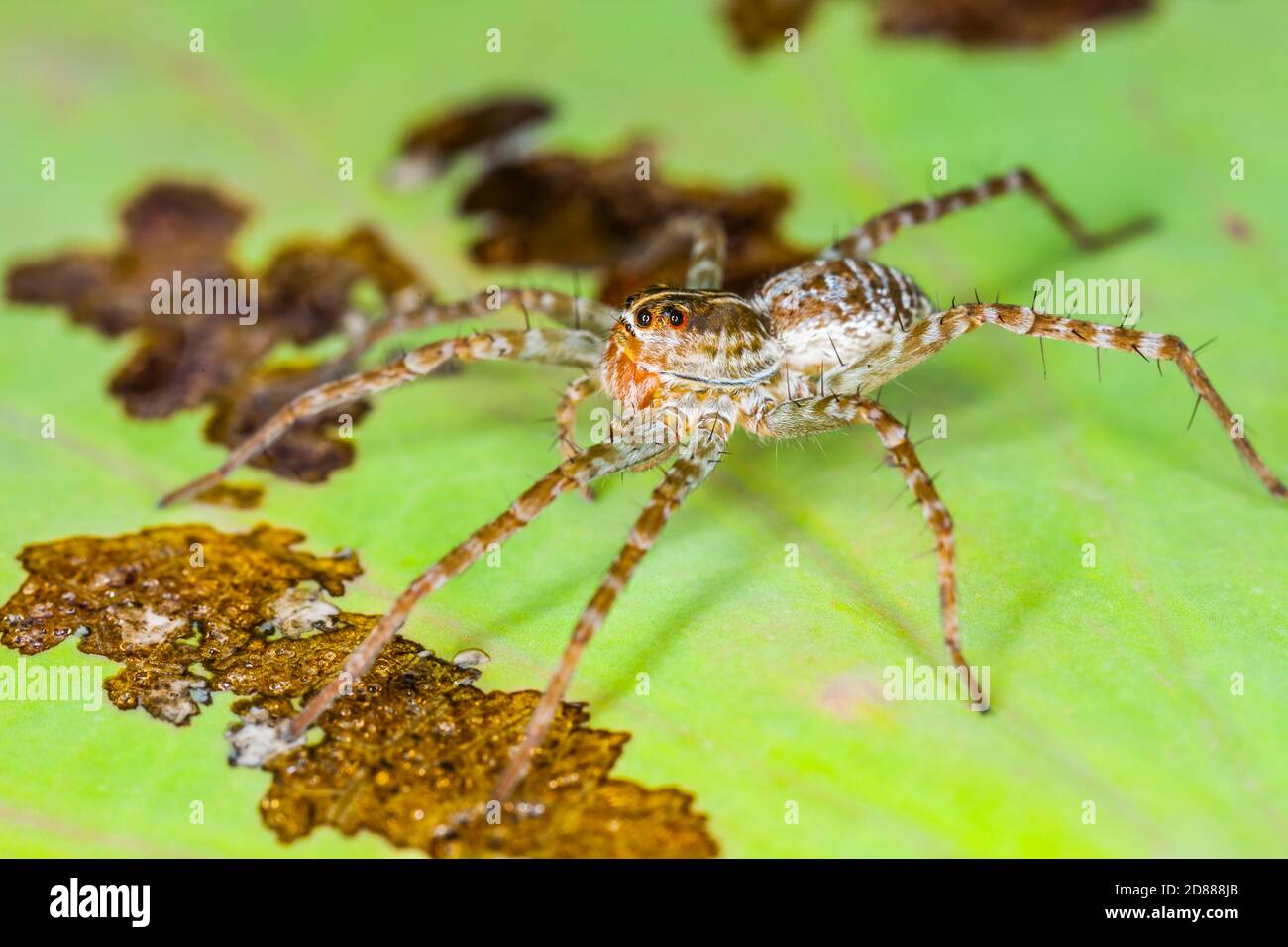 Spider perched on a lotus leaf, Nature Stock Photo - Alamy