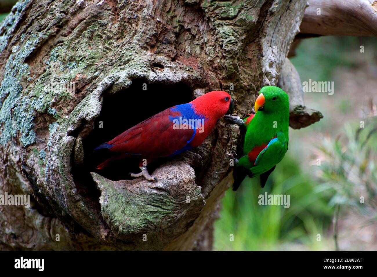 Australian Parrots Species