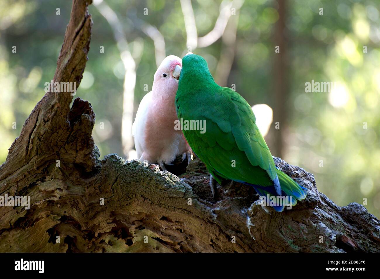 Australian parrots hi-res stock photography and images - Alamy