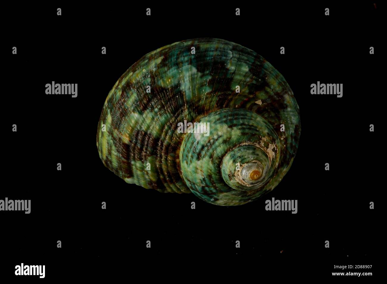 Seashell background texture Stock Photo - Alamy