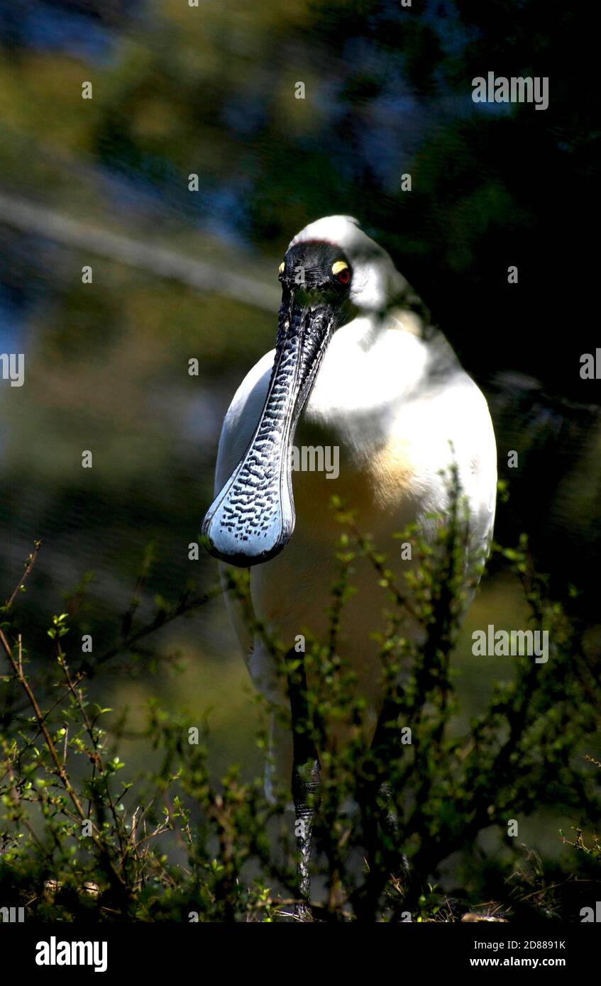 This is why I'm called a Spoonbill - you can see my spoon shaped beak ...