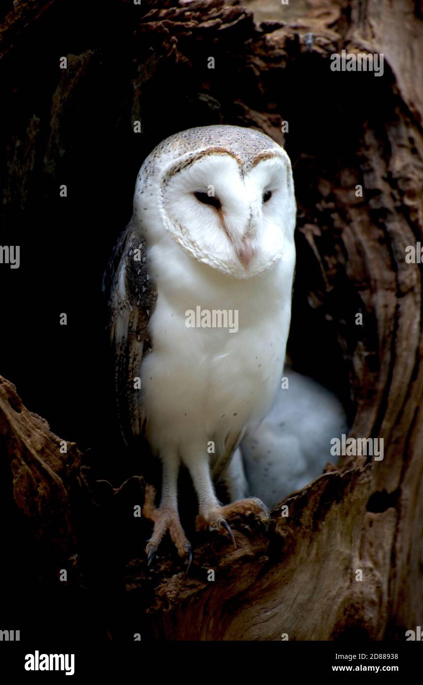 Owl mask hi-res stock photography and images - Alamy