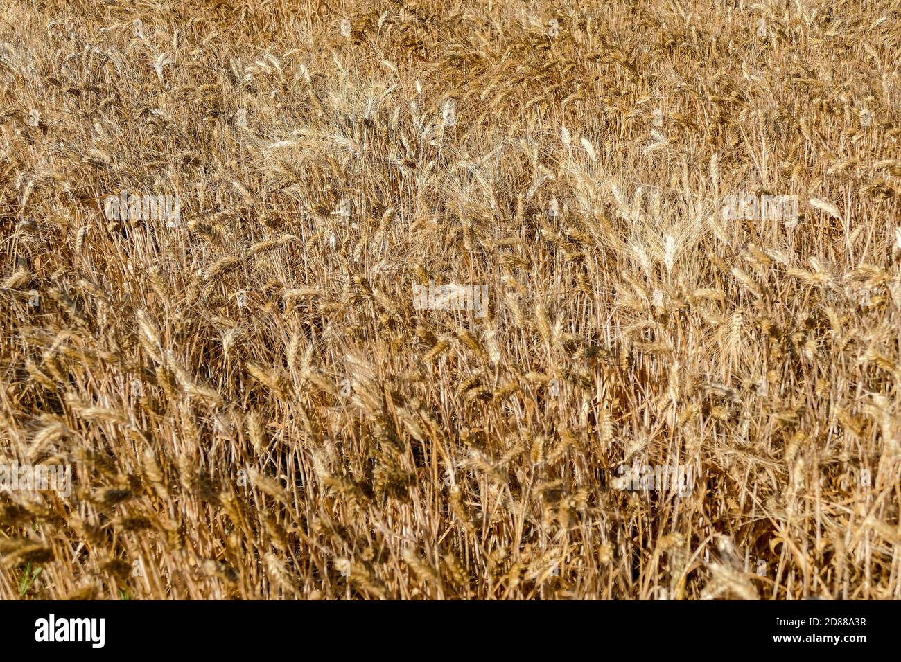 Harvest of wheat Texture of wheat Stock Photo - Alamy