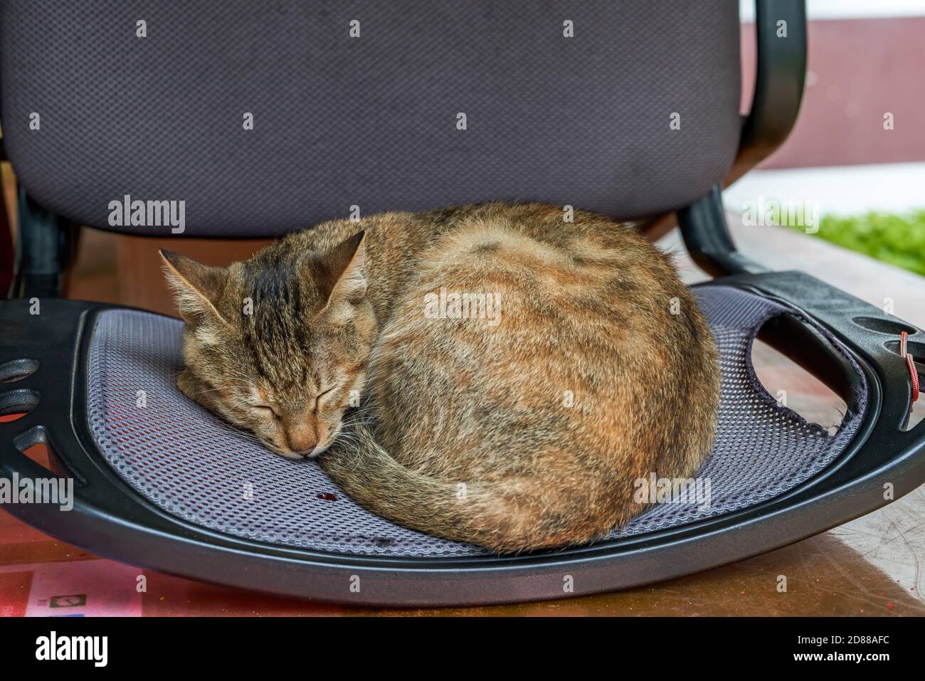 Grey tiger stripe tabby cat hi-res stock photography and images - Alamy