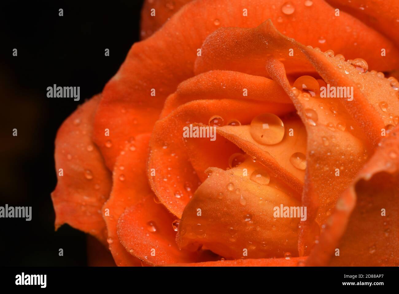 Water droplets on a rose flower Stock Photo - Alamy