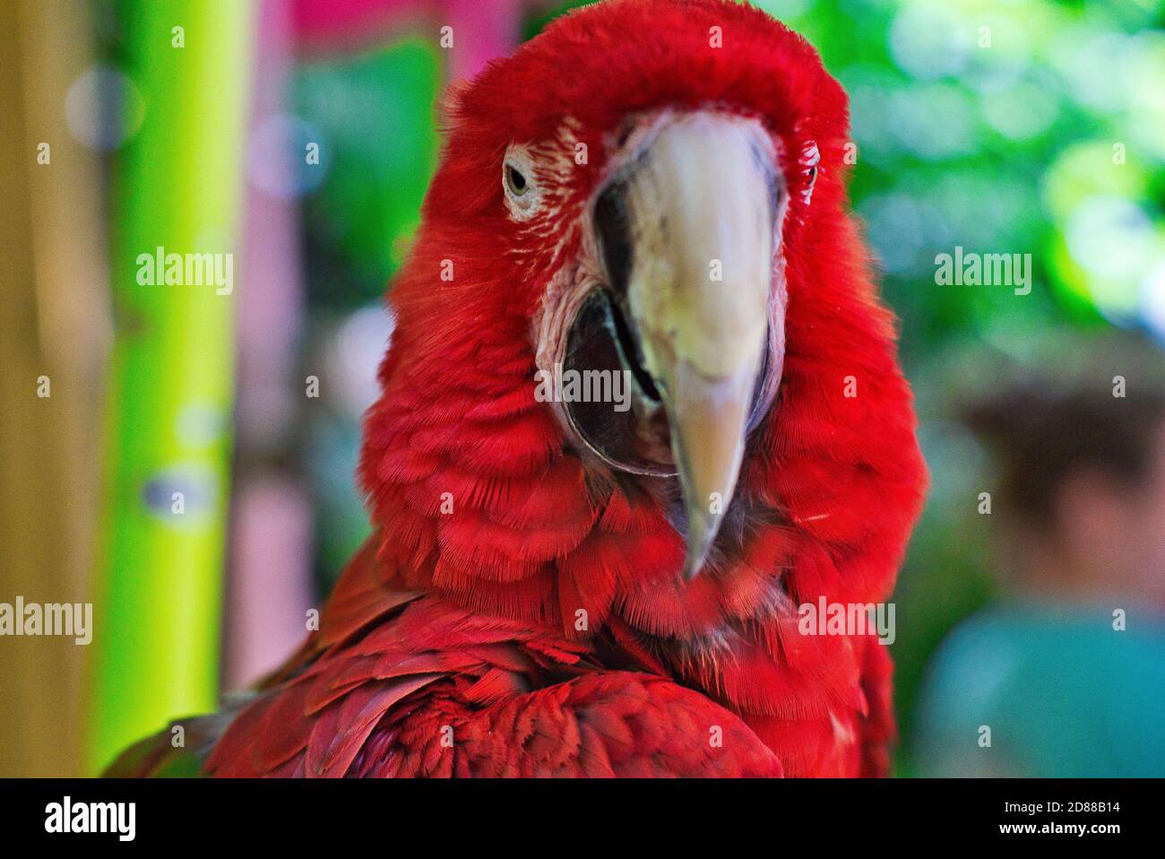Rainbow macaw hi-res stock photography and images - Alamy