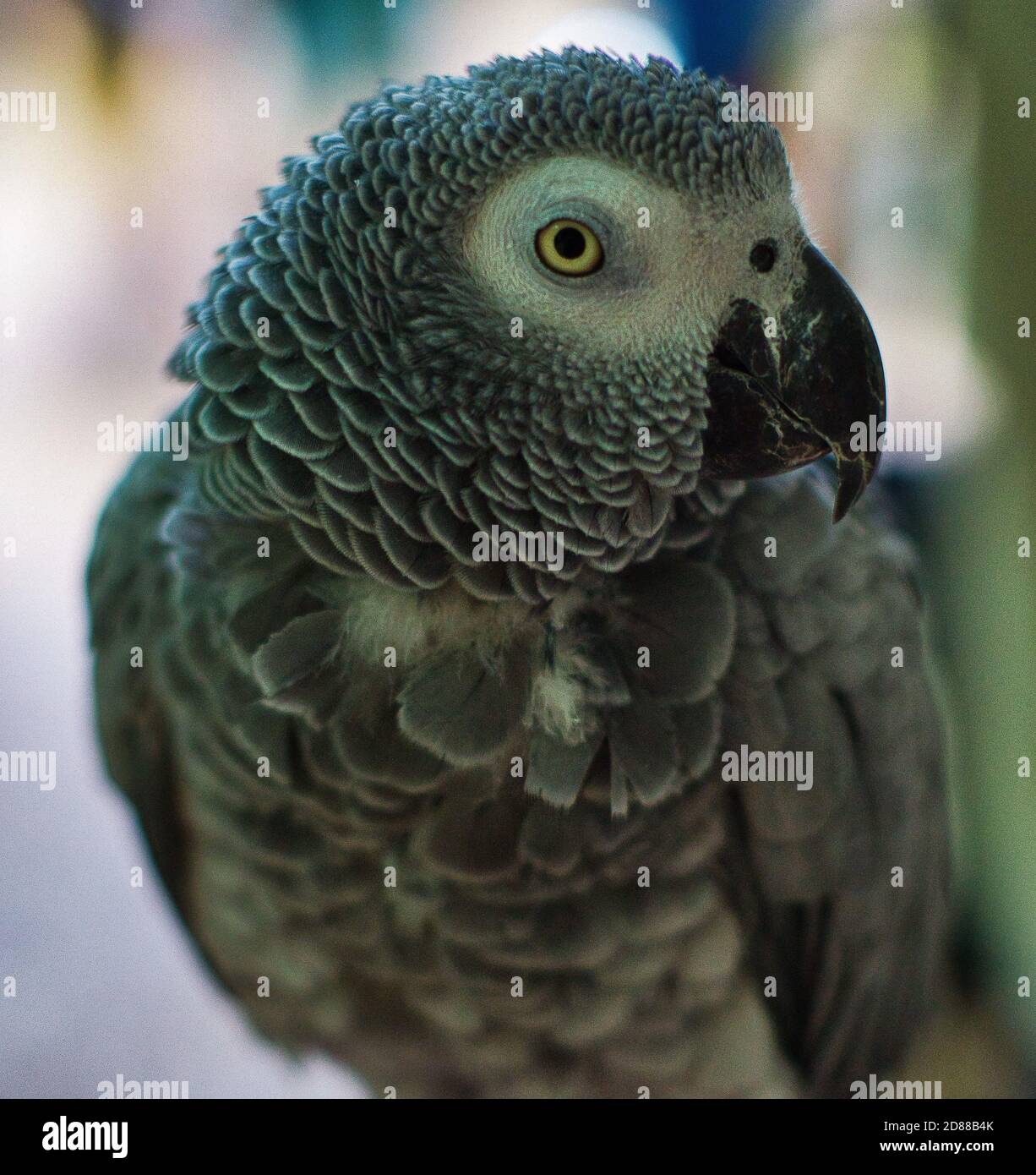 African Grey Close-up Stock Photo - Alamy