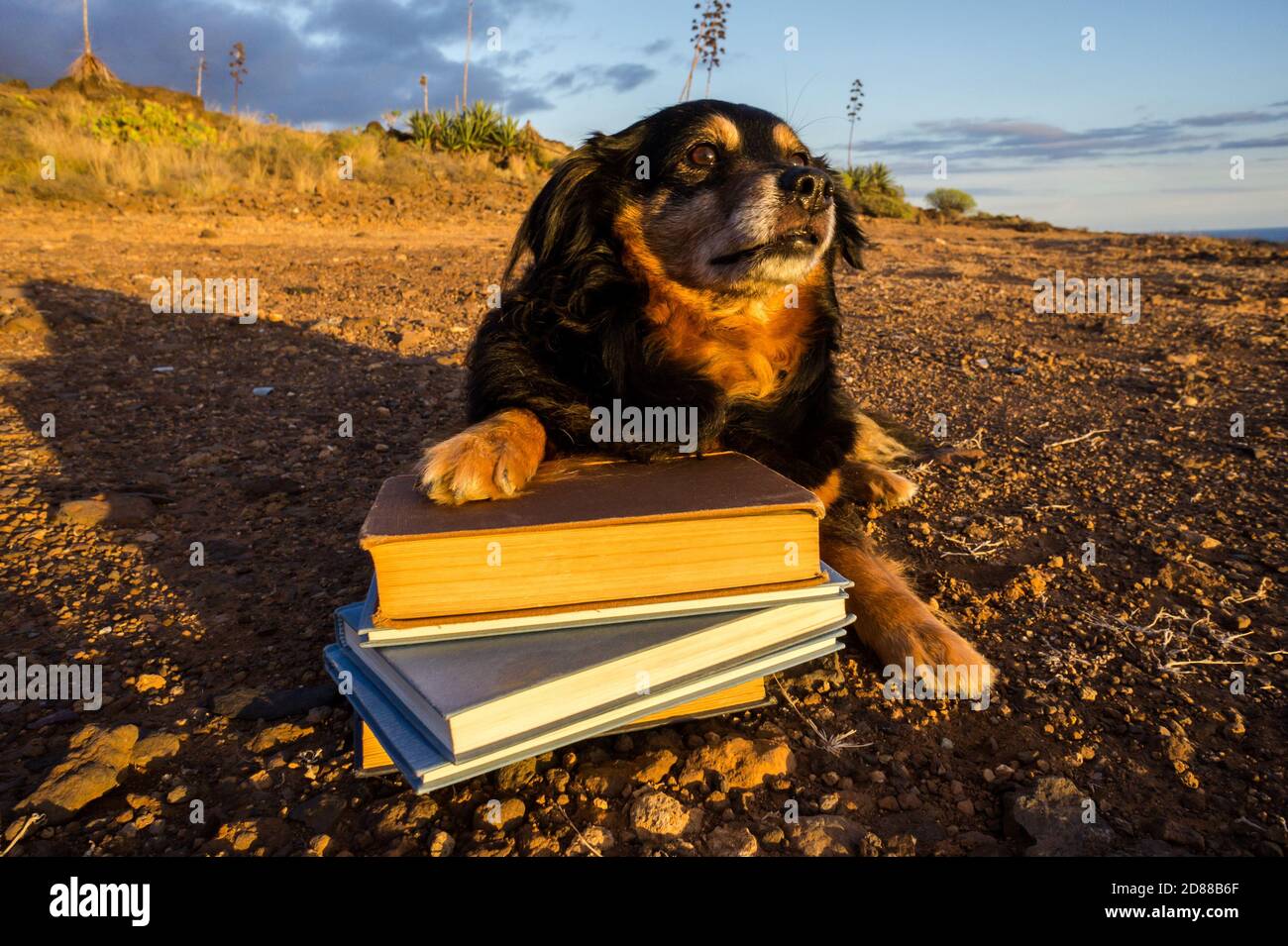 One intelligent Black Dog Reading a Book Stock Photo - Alamy