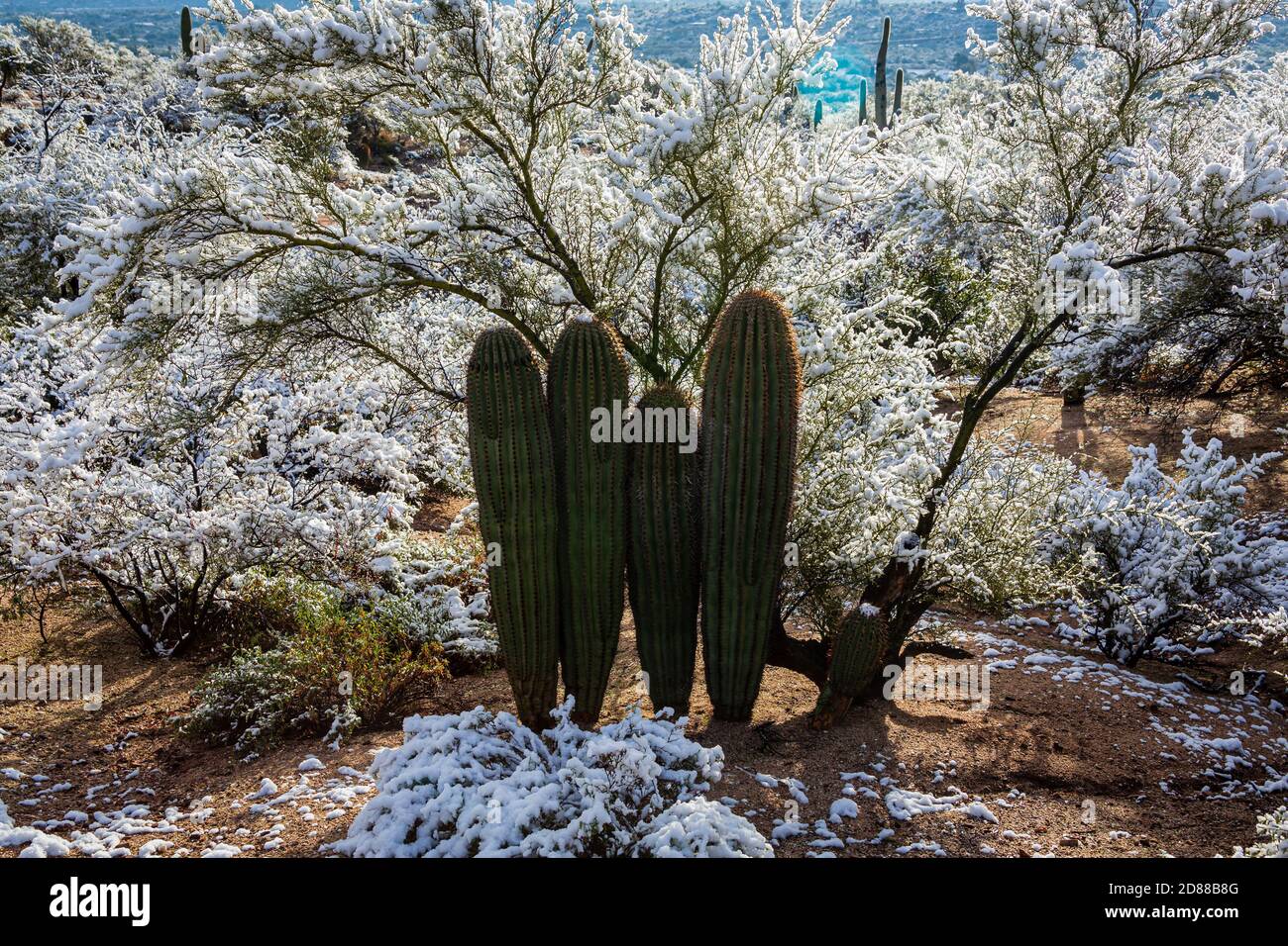 Sonoran desert snow hi-res stock photography and images - Alamy
