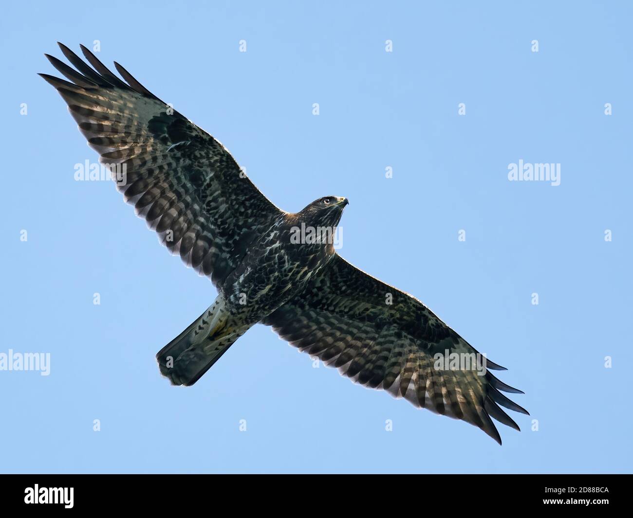 Common buzzard in flight with blue skies in the background Stock Photo ...