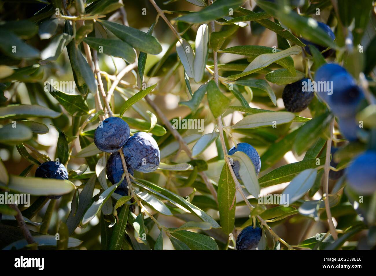 Ripe olives hang on the branches of an olive tree Stock Photo - Alamy
