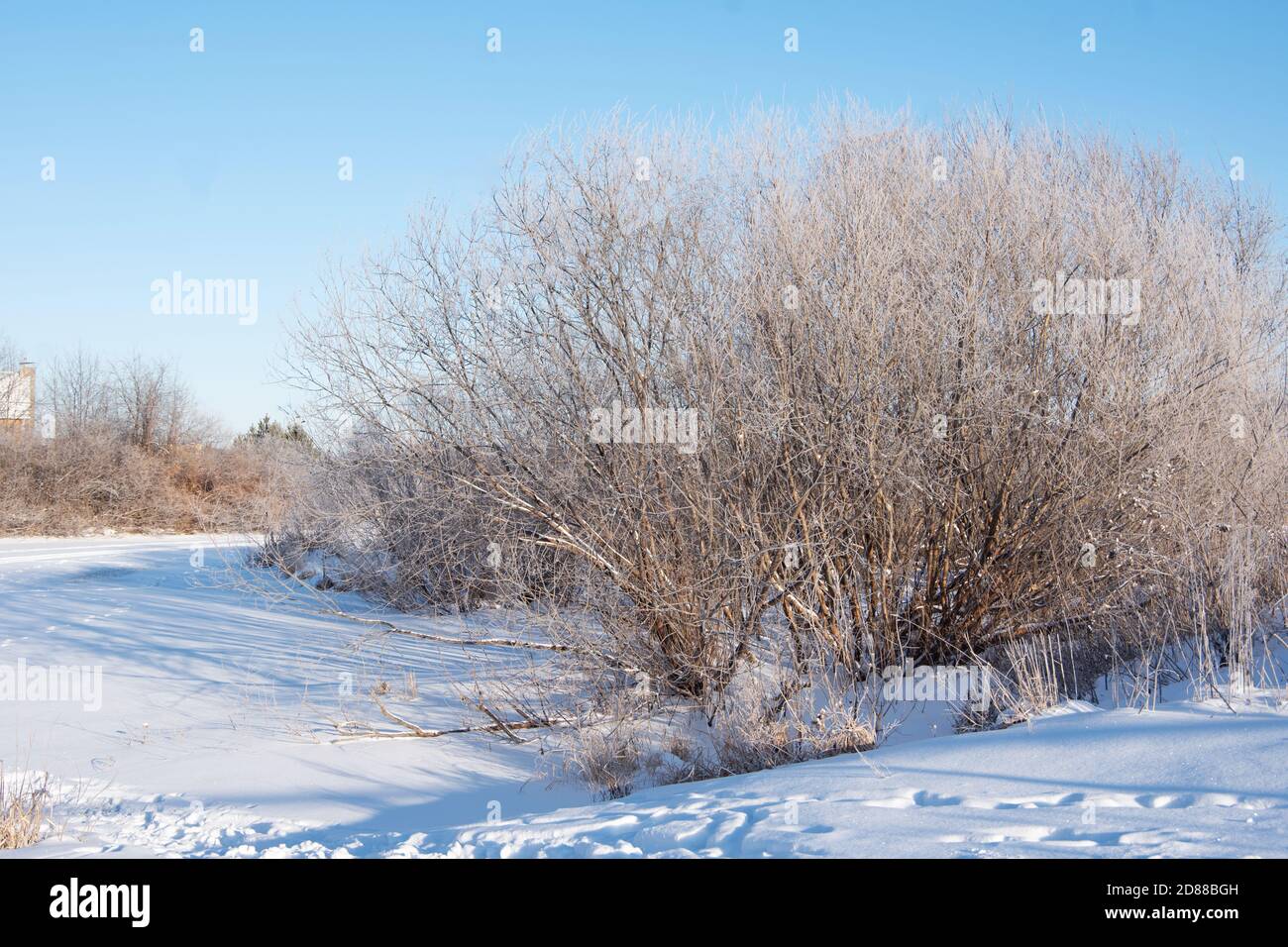 Winter landscape with a bush without leaves and a snowy field, copy ...