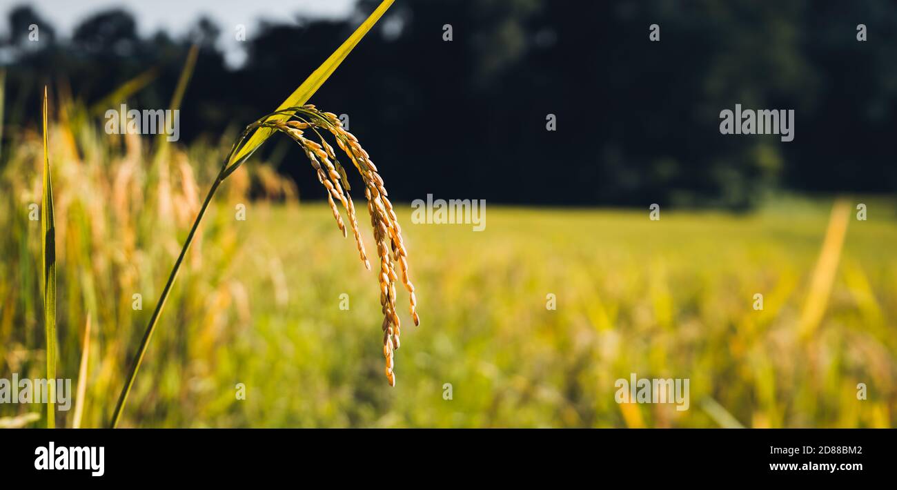 Natural rice fields in the countryside before harvest Golden evening ...
