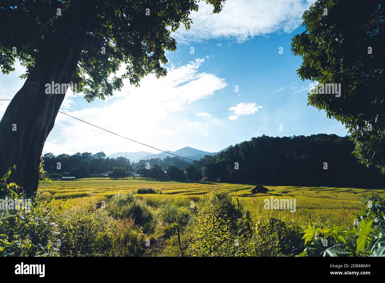 Natural rice fields in the countryside before harvest Golden evening ...