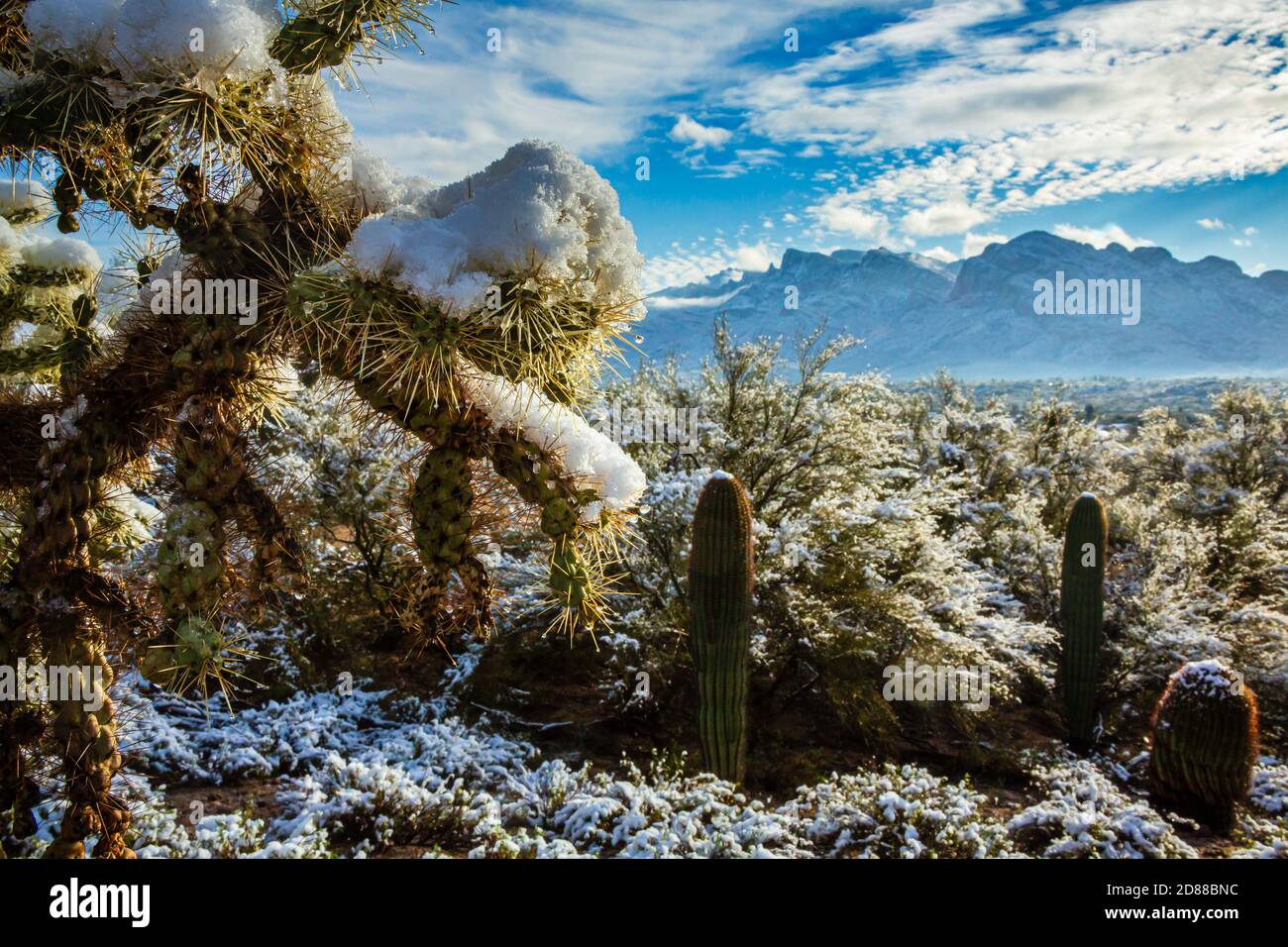 A rare Winter snow drapes the Sonoran Desert near Tucson, Arizona Stock ...