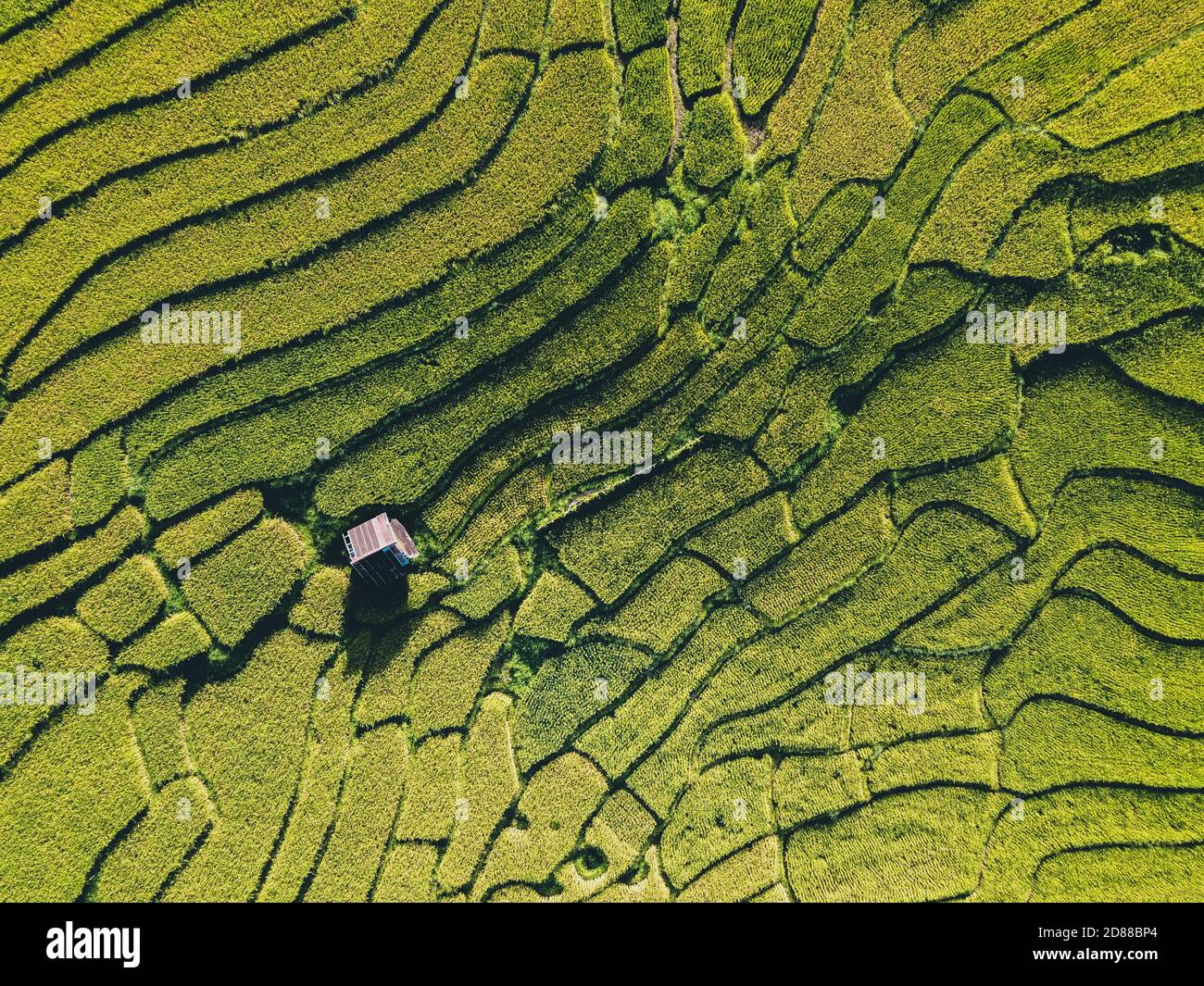 Natural rice fields in the countryside before harvest Golden evening ...