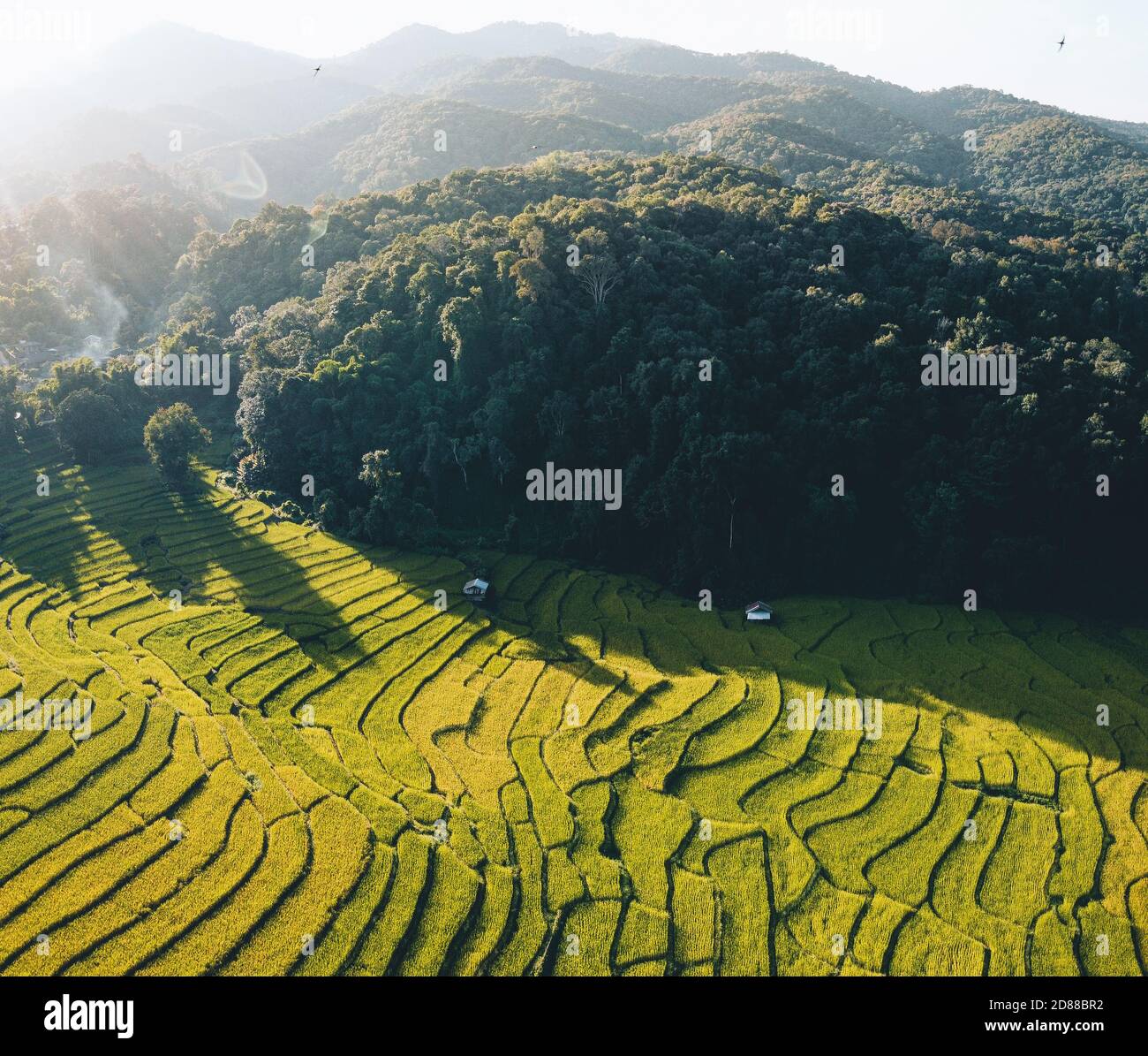 Natural rice fields in the countryside before harvest Golden evening ...