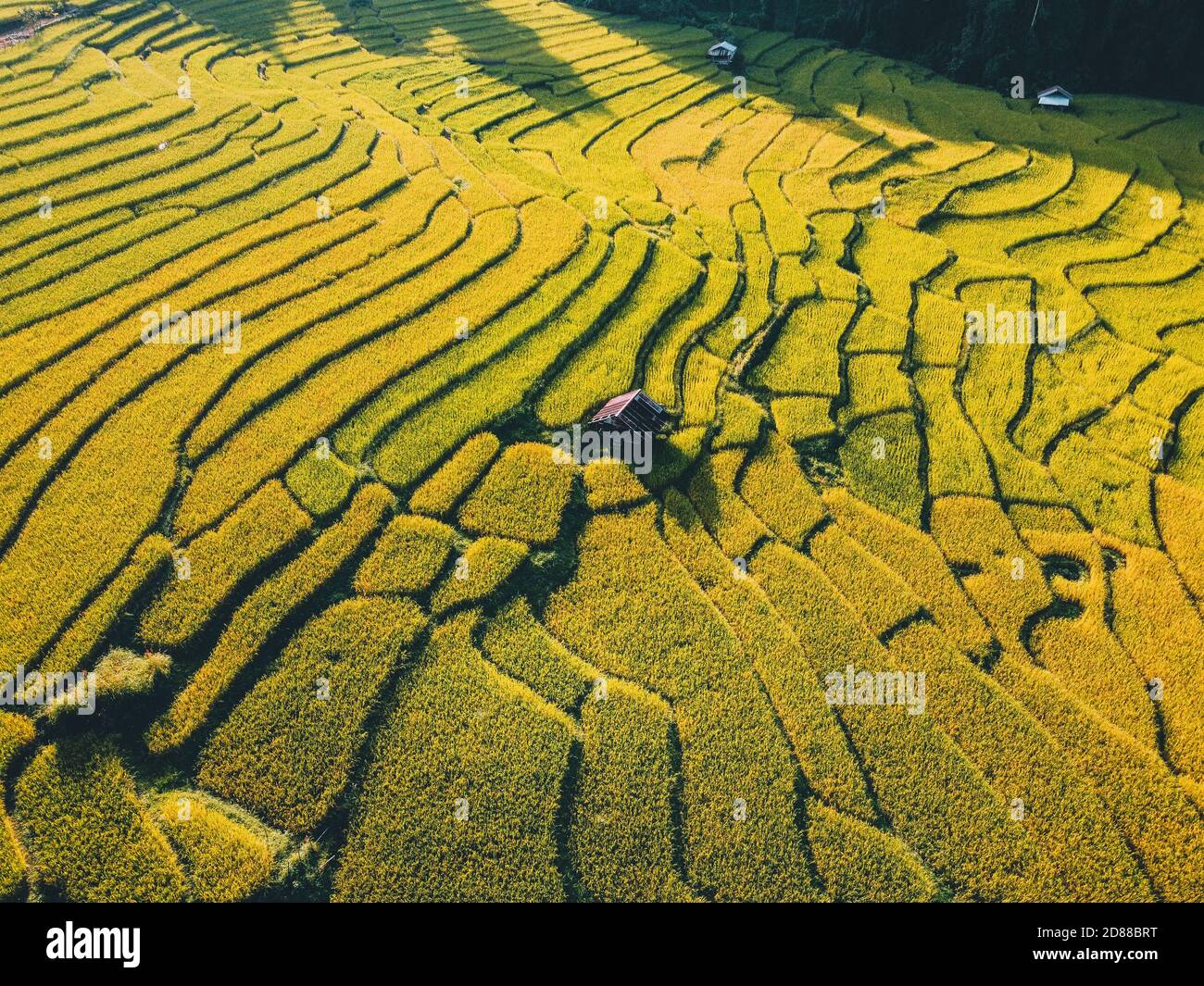 Natural rice fields in the countryside before harvest Golden evening ...