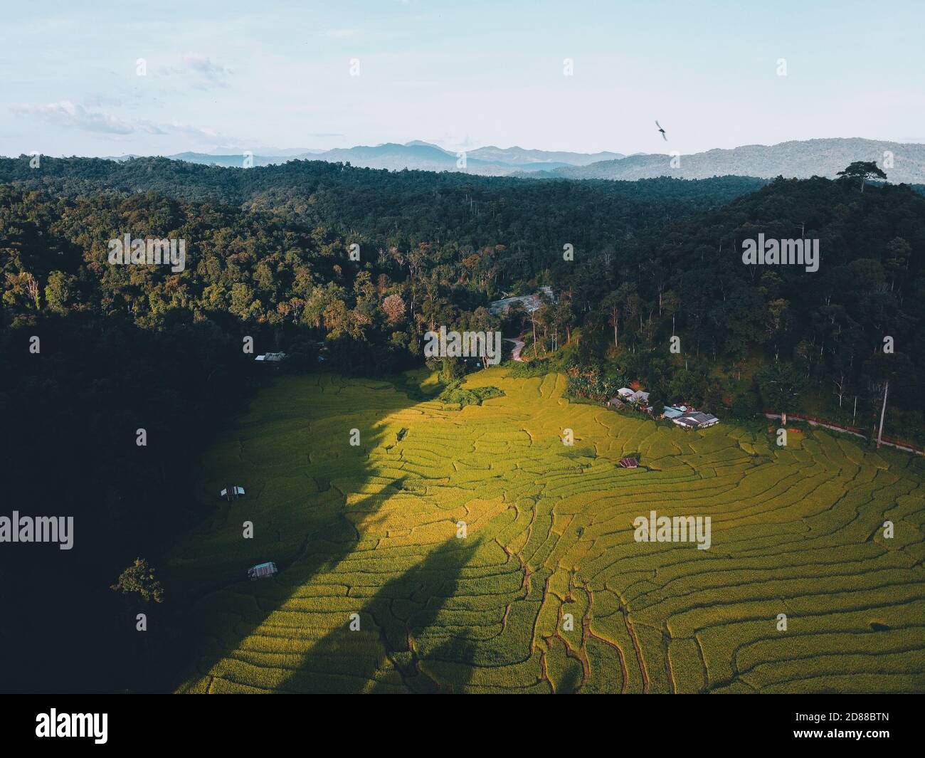 Natural rice fields in the countryside before harvest Golden evening ...