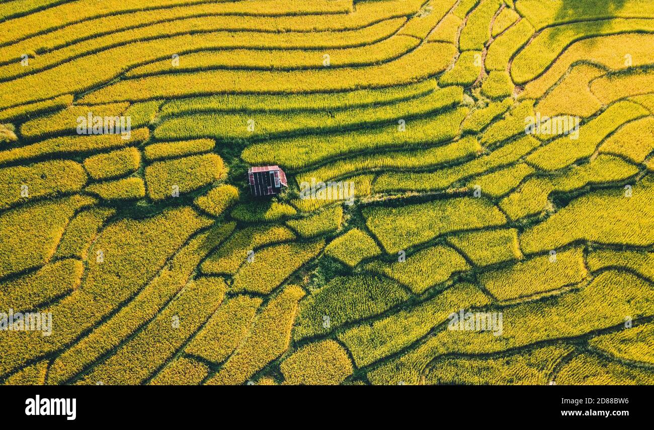 Natural rice fields in the countryside before harvest Golden evening ...