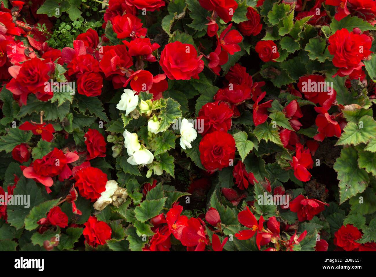 Red beautiful begonia flowers field texture. Close up floral background ...
