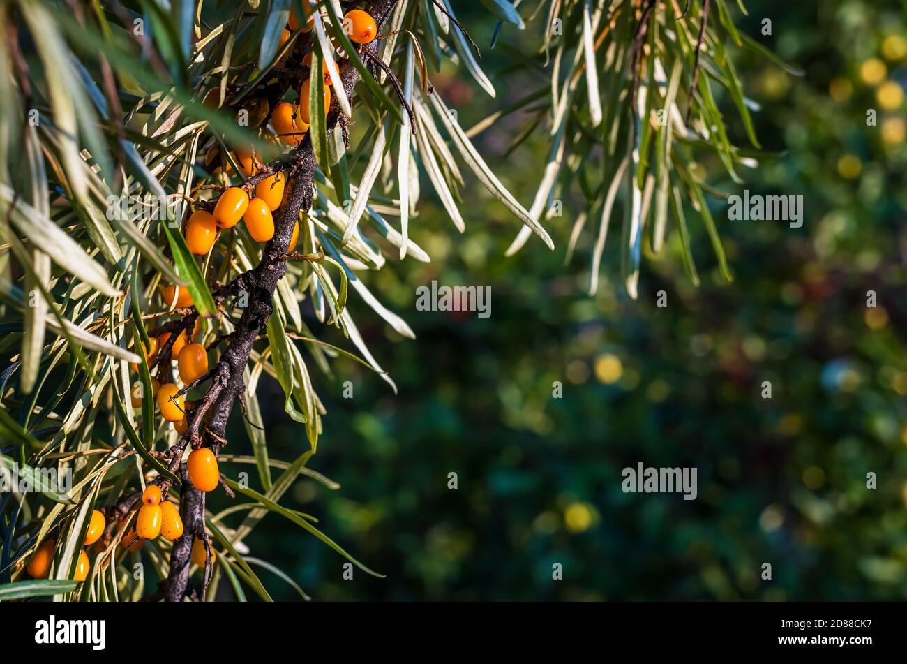 Sea buckthorn tree autumn hi-res stock photography and images - Alamy