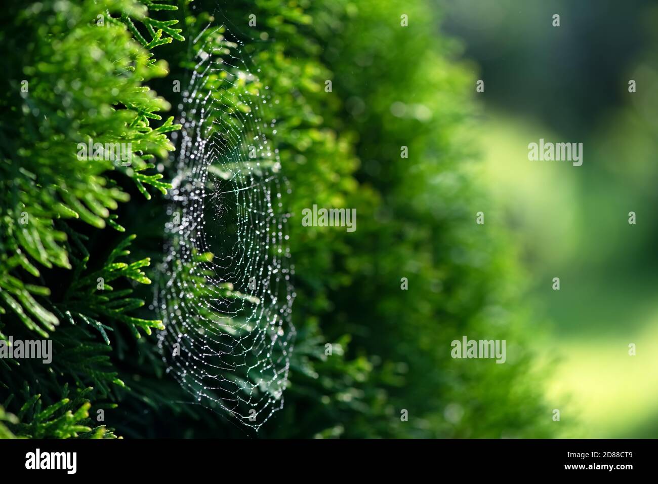 cobwebs in the sun on the green thuja Stock Photo - Alamy