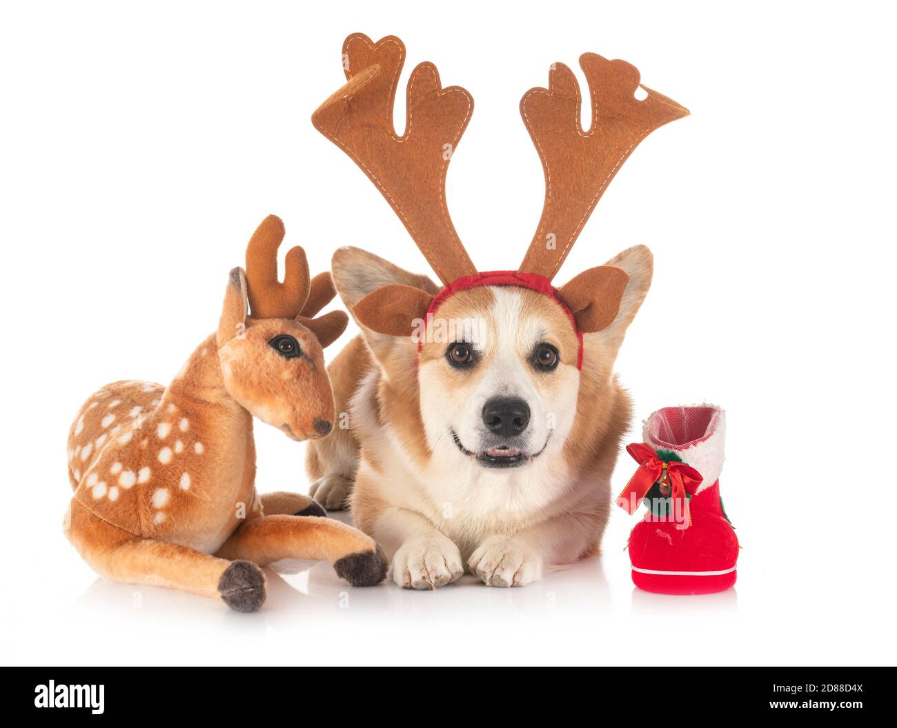 Pembroke Welsh Corgi in front of white background Stock Photo - Alamy