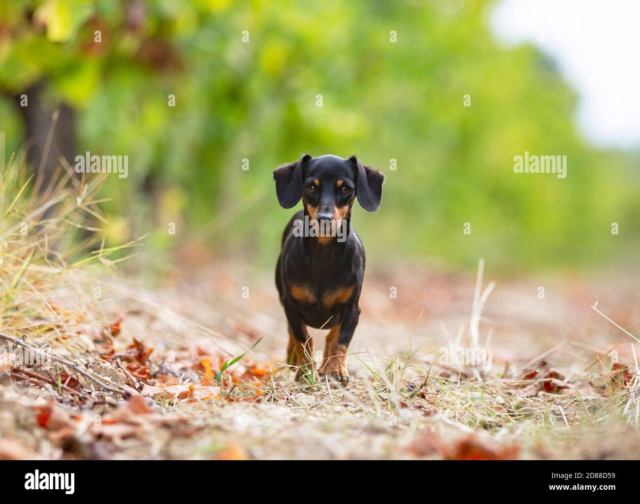 Tan dachshund hi-res stock photography and images - Alamy