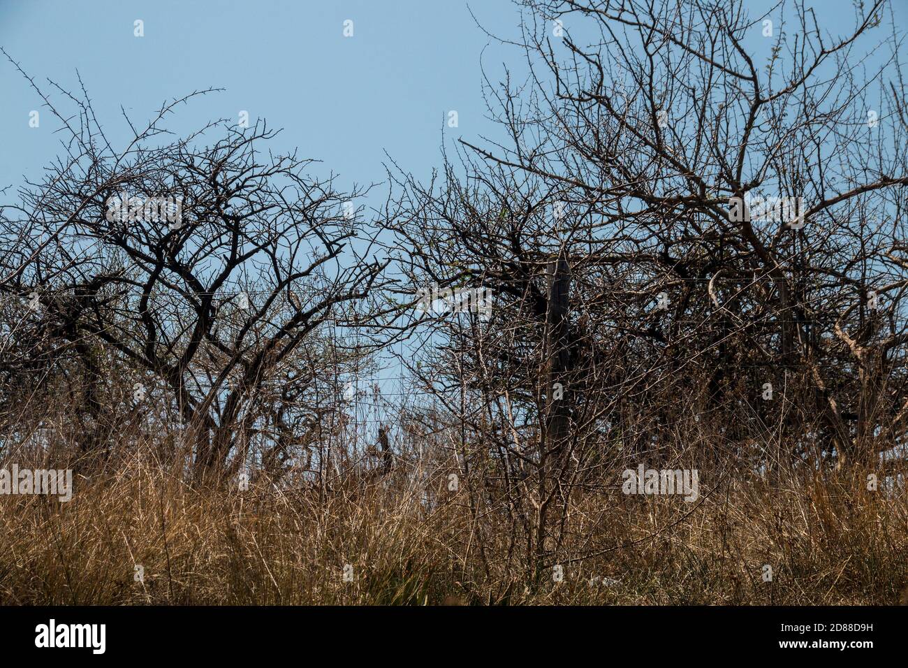 Dry thorn trees in the dense south african bush Stock Photo - Alamy