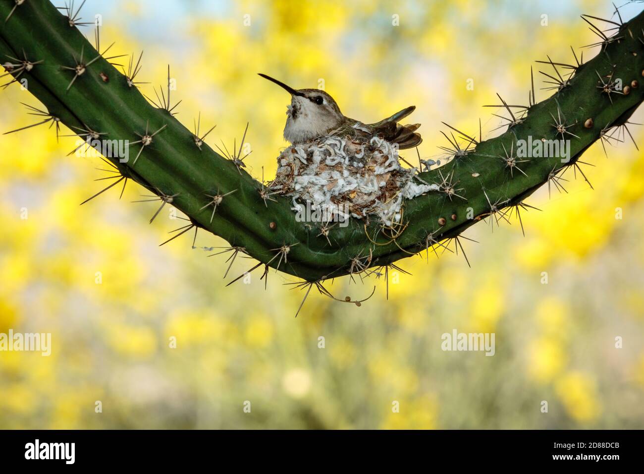 Desert refuge arizona cactus hi-res stock photography and images - Alamy