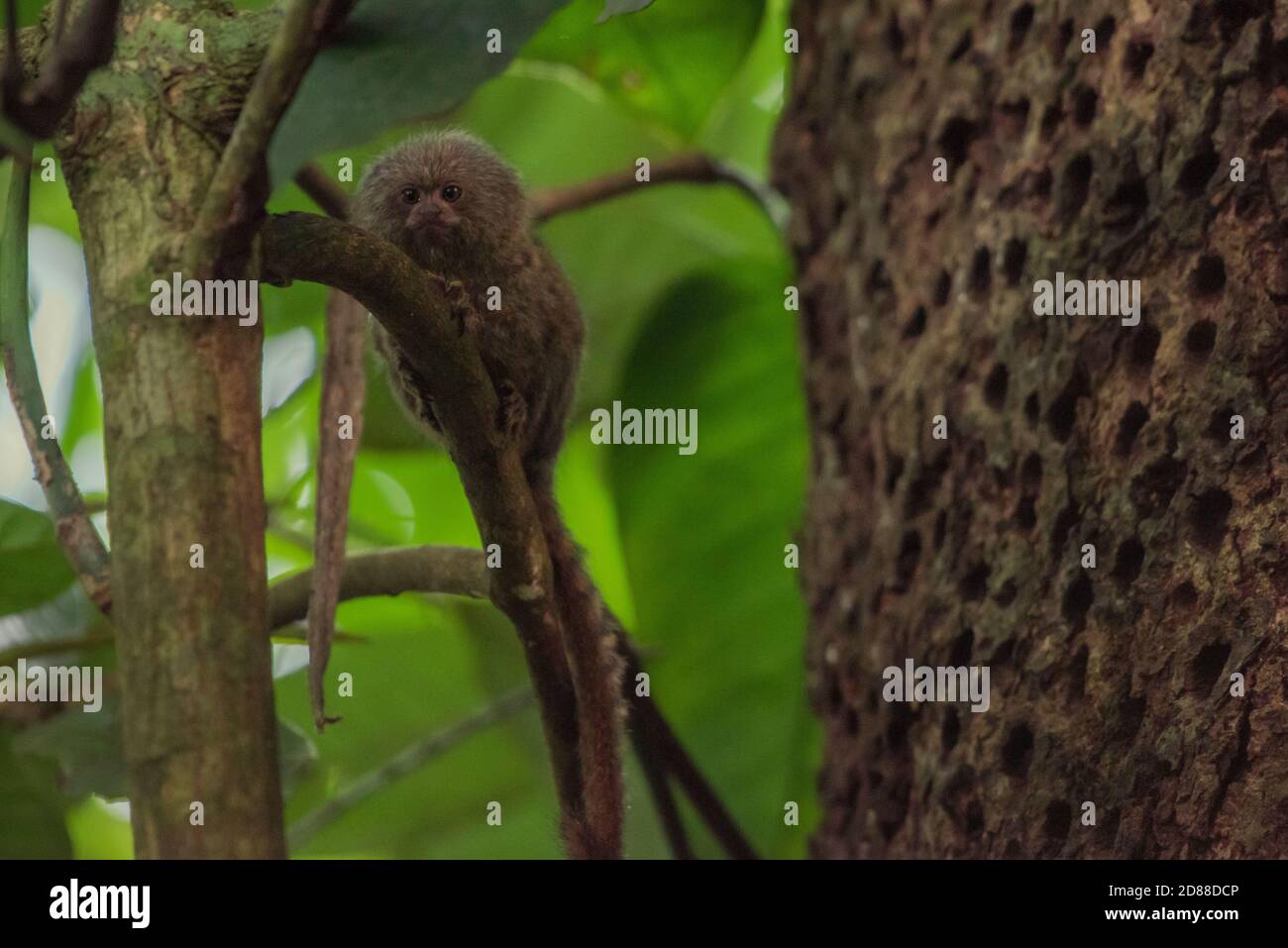 A pygmy marmoset (Callithrix pygmaea) from Cuyabeno National Park ...