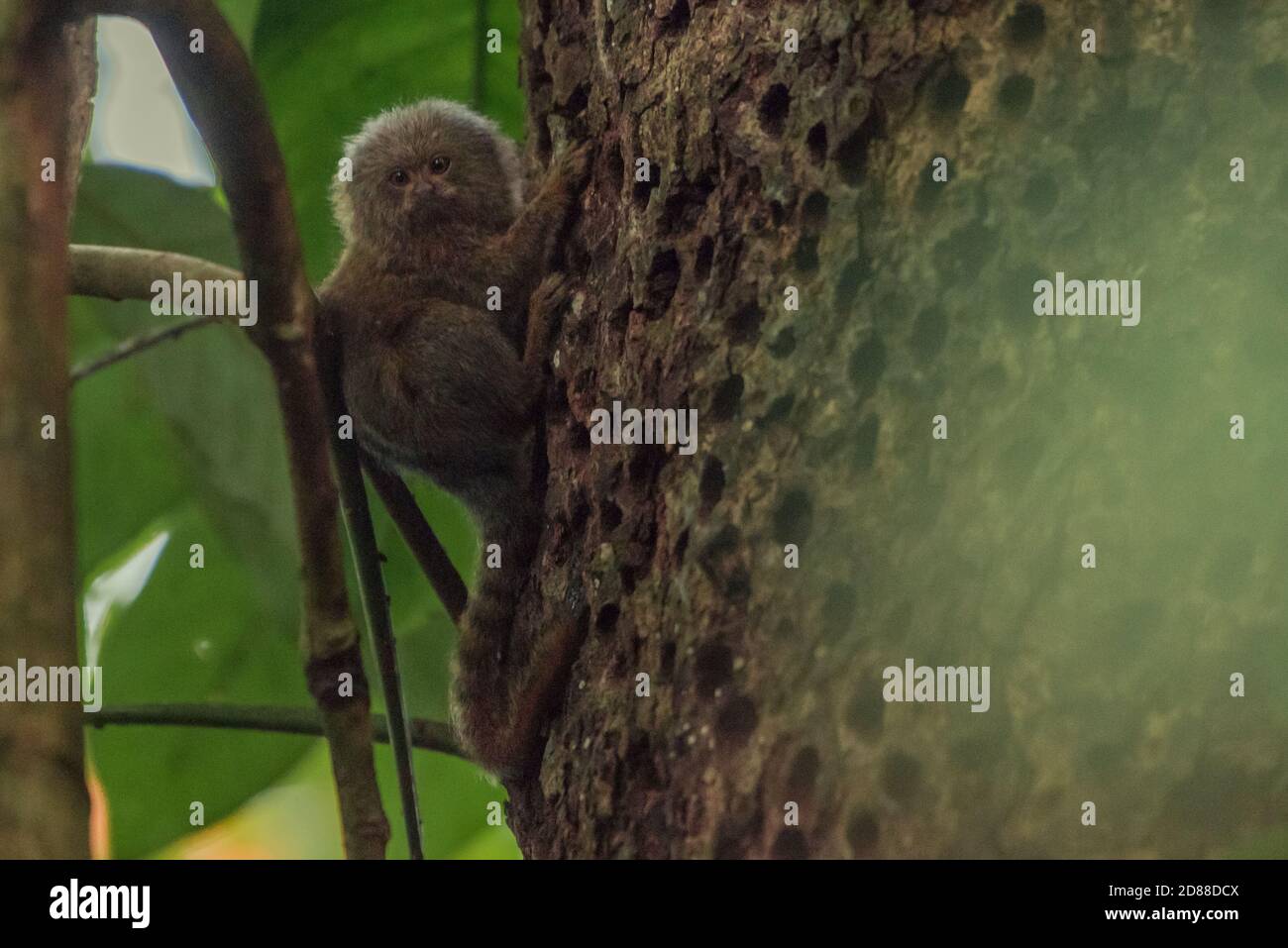 Cebuella pygmaea monkey hi-res stock photography and images - Alamy