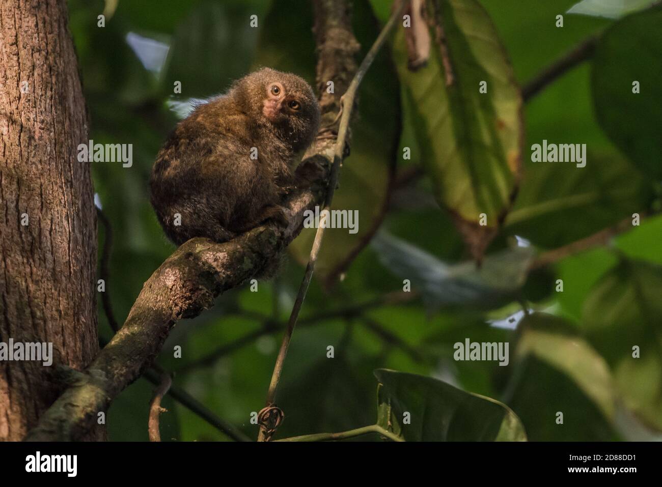 A pygmy marmoset (Callithrix pygmaea) from Cuyabeno National Park ...