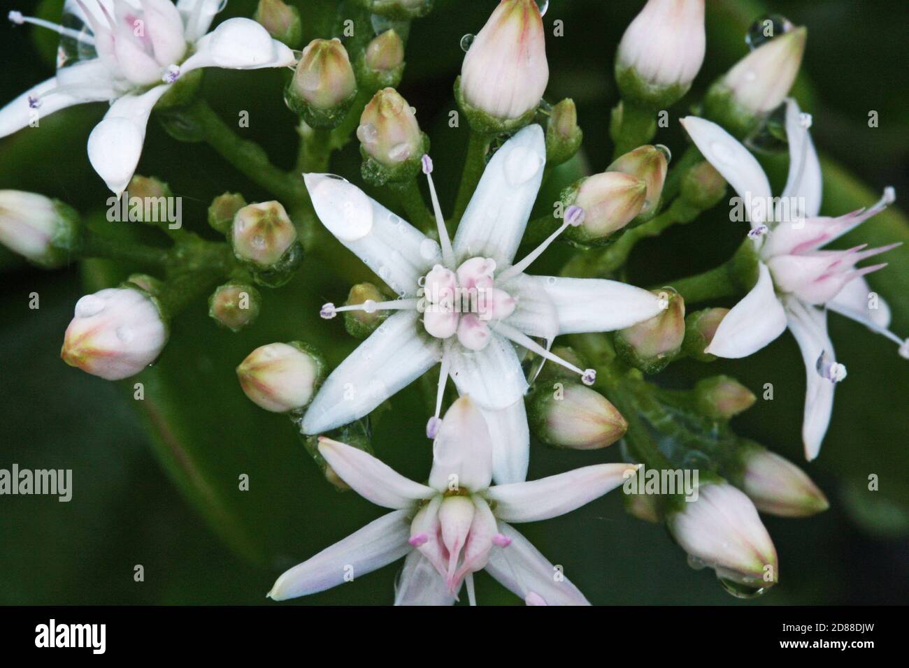 Geldbaum hi-res stock photography and images - Alamy