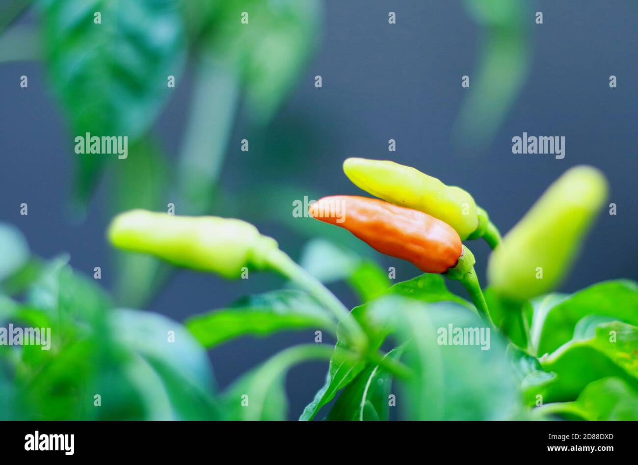Bird's eye chili plant hi-res stock photography and images - Alamy