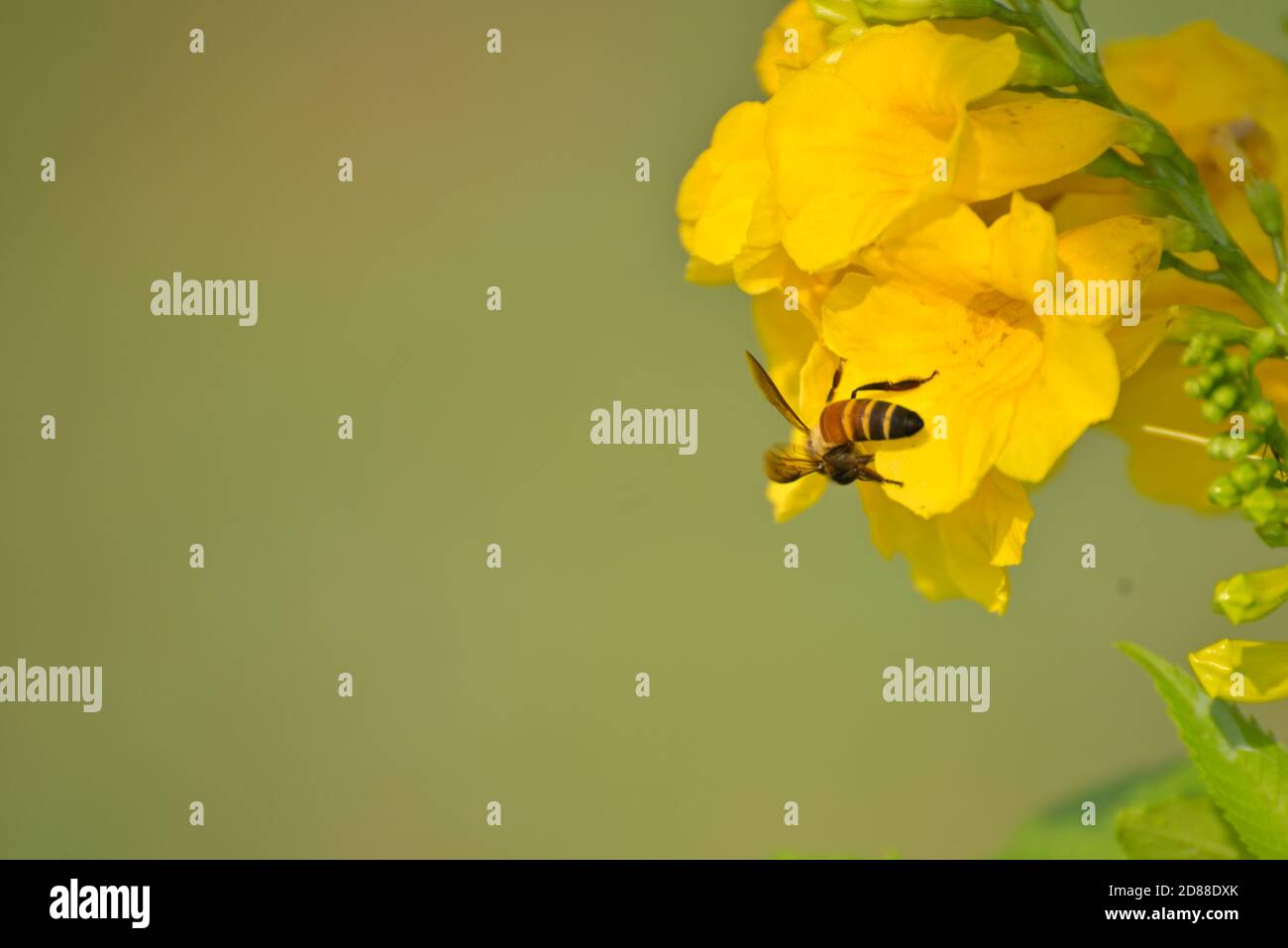 Close-up of insects sucking honey from yellow flower in green plant in ...