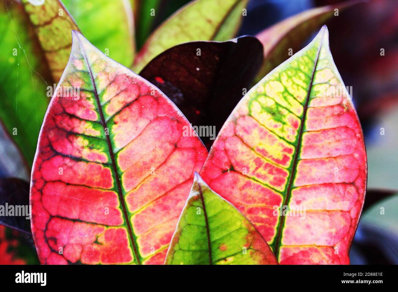 Kroton hi-res stock photography and images - Alamy