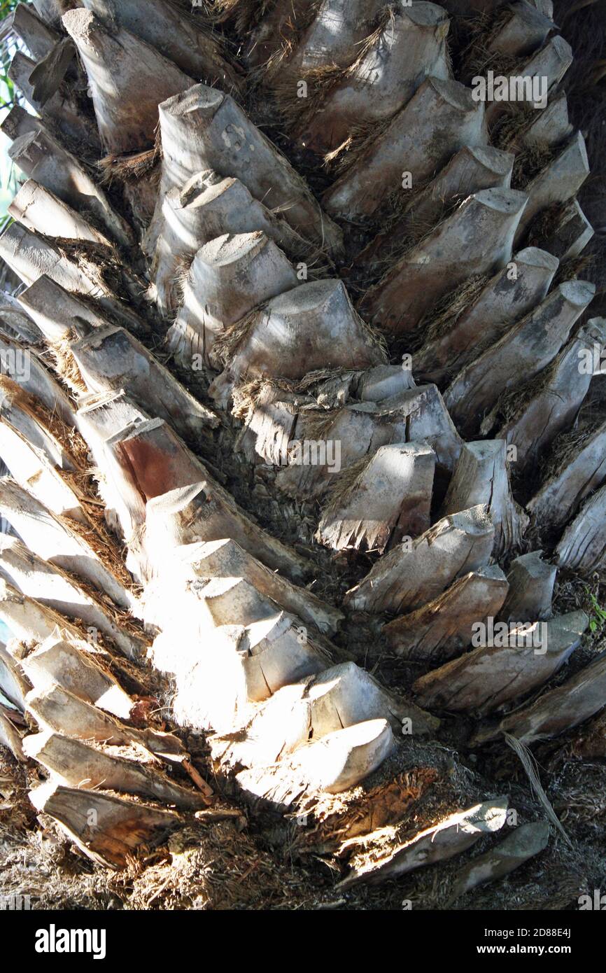 Palmenblaetter hi-res stock photography and images - Alamy