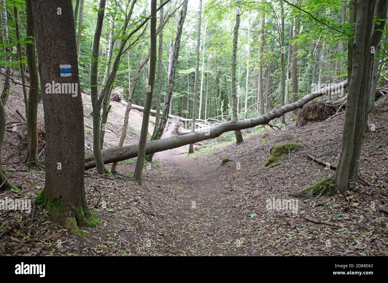 Path in the forest with fallen tree, blocking the path Stock Photo - Alamy