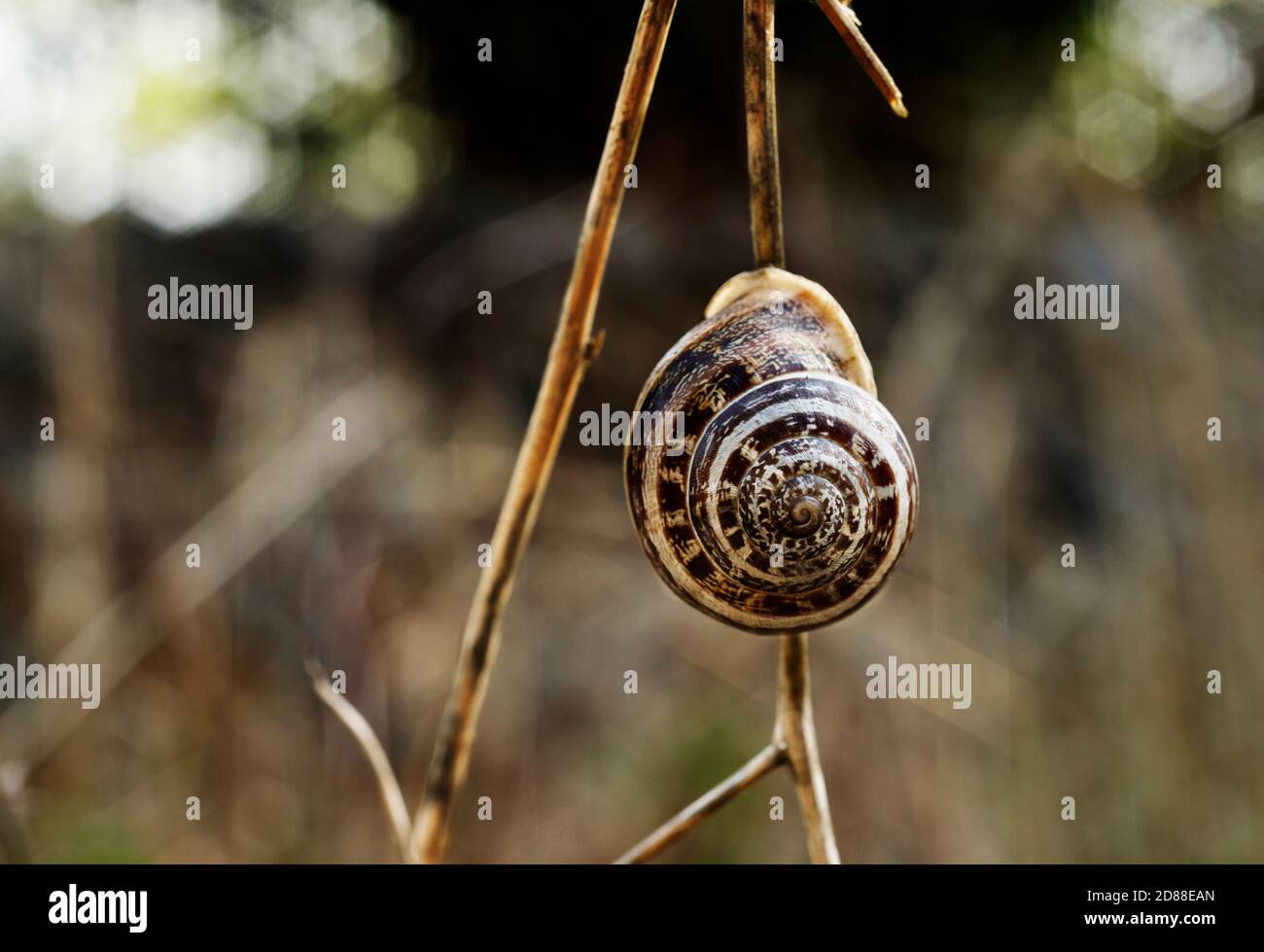 Spirally coiled hi-res stock photography and images - Alamy