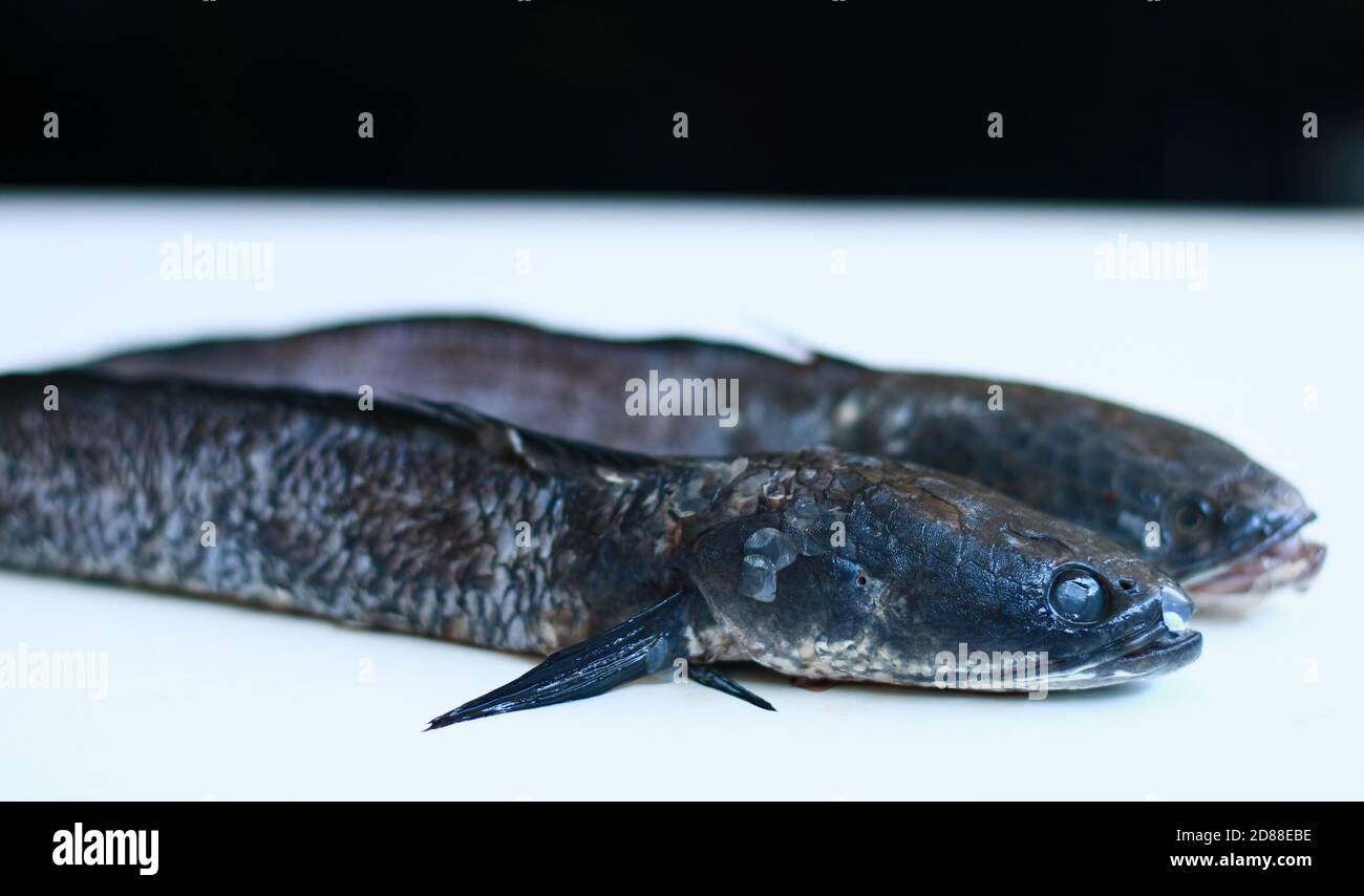 Snakehead fishing hi-res stock photography and images - Alamy