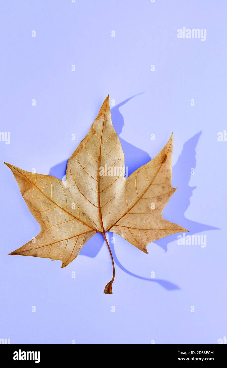 Plane tree leaf on colored background Stock Photo - Alamy