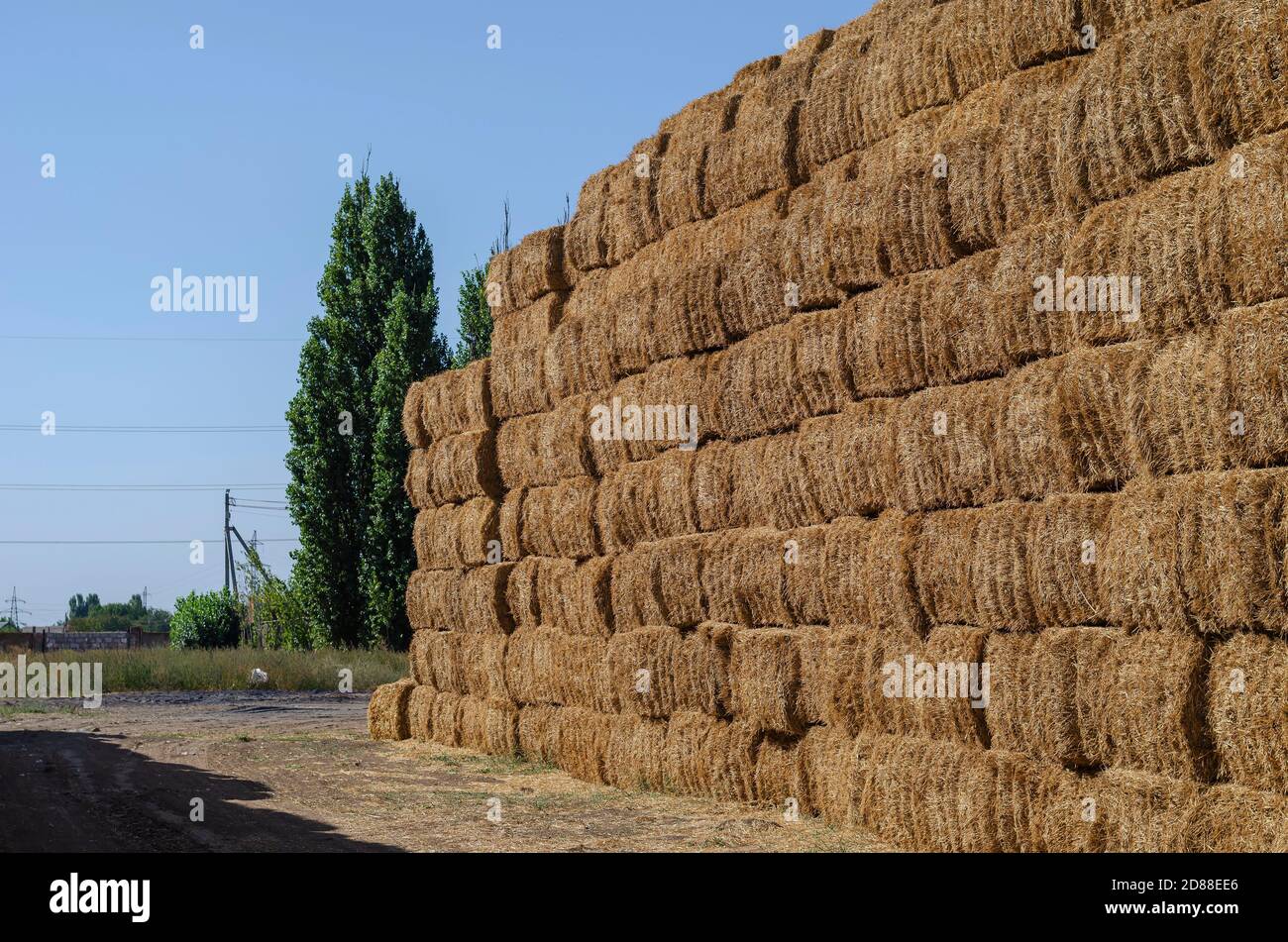 Rectangular stacks of dry hay in an open-air field. Storage of dry ...