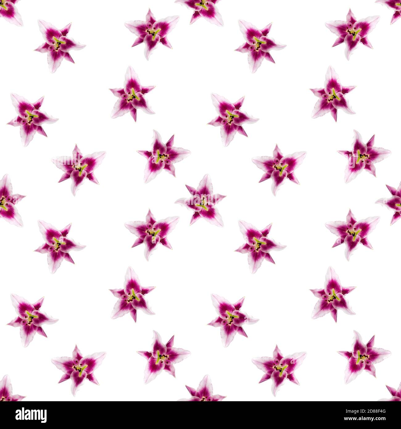 seamless pattern of Lily flower bloom. Lily flowers over white ...