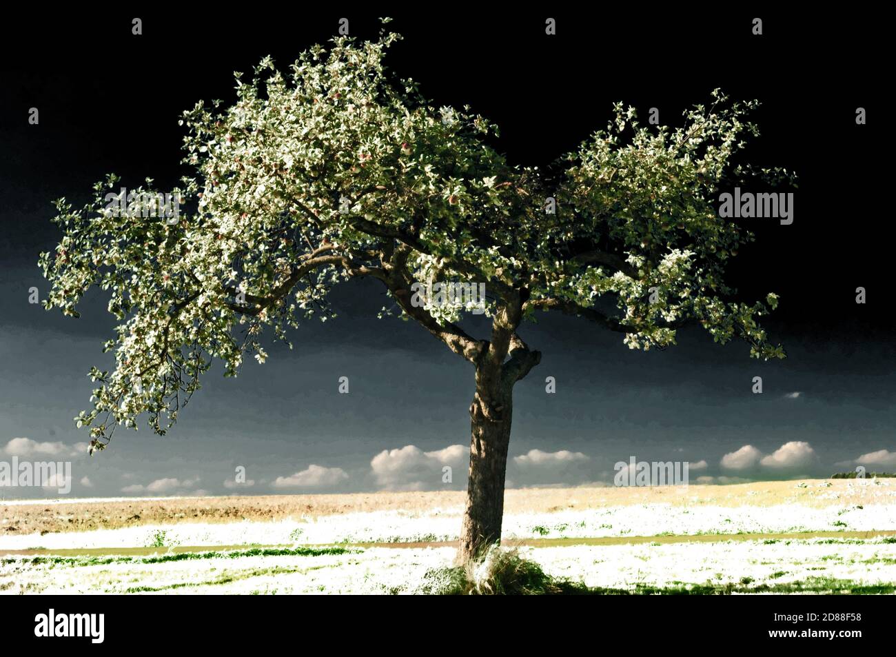 fruit tree in an infrared photo Stock Photo - Alamy