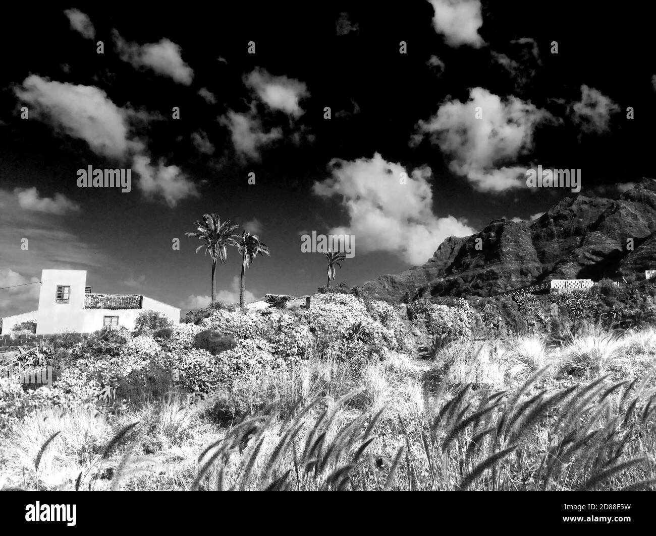 Palm trees house in Black and White Stock Photos & Images - Alamy